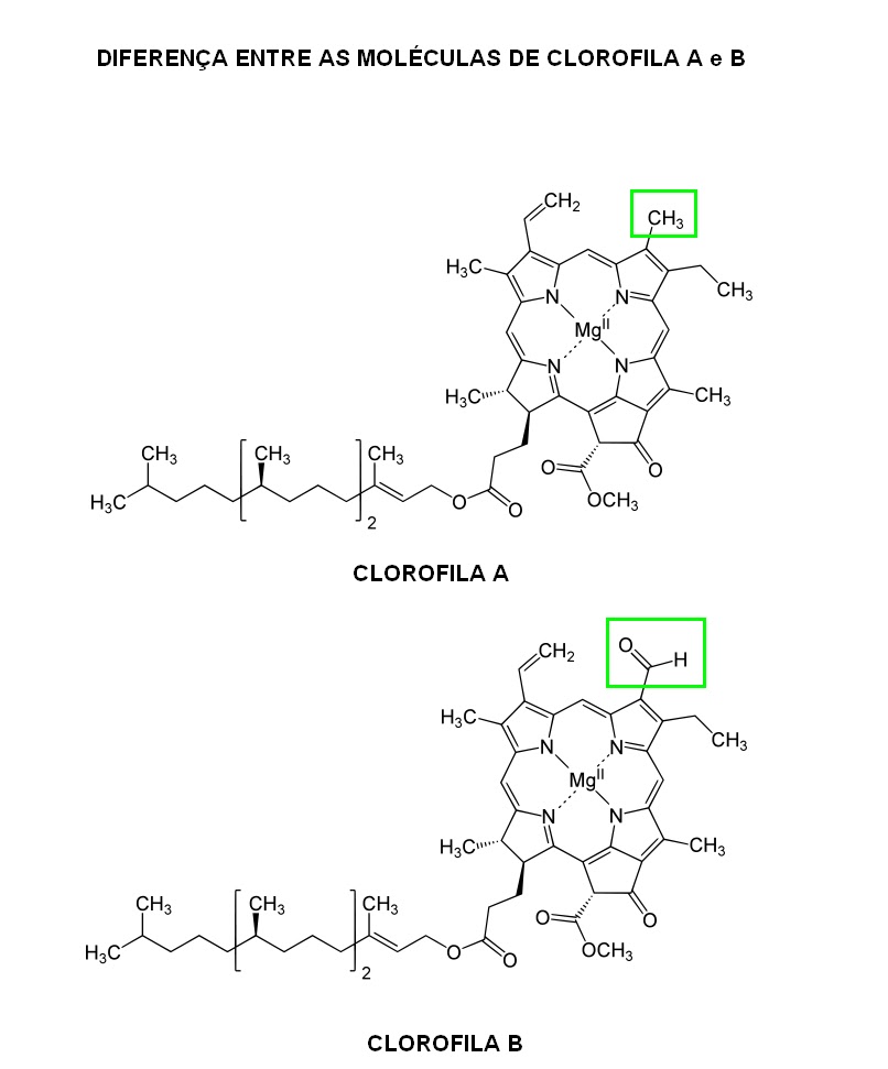 descobrindo a ciência: Origem das plantas terrestres