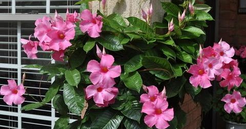 14 Tanaman Rambat Untuk Dinding dan Pagar Yang Cantik