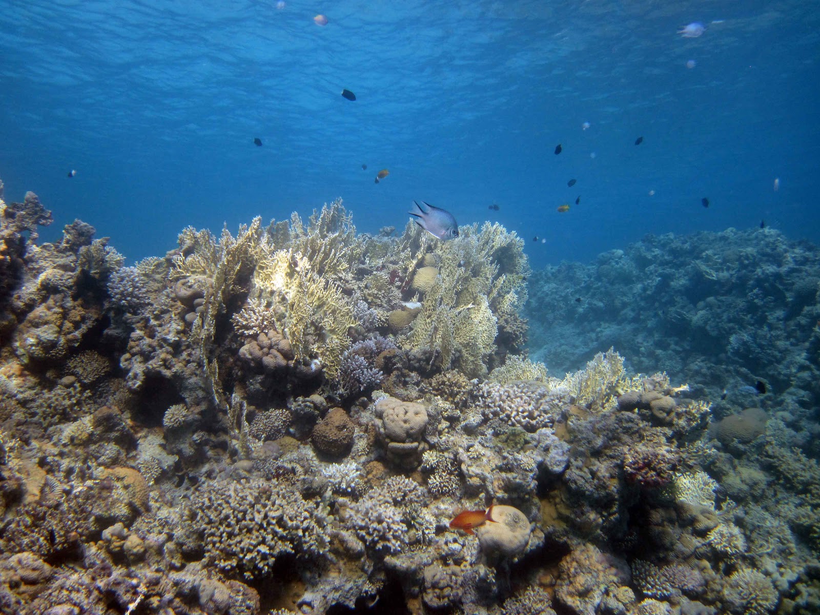 חיפה חוף הים: Med Sea, Dead Sea, RED SEA