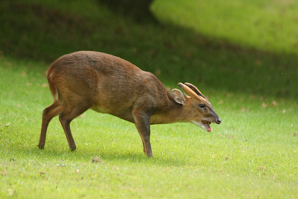 Manda Animali: il "MINI-CERVO"?! (MUNTJAC)