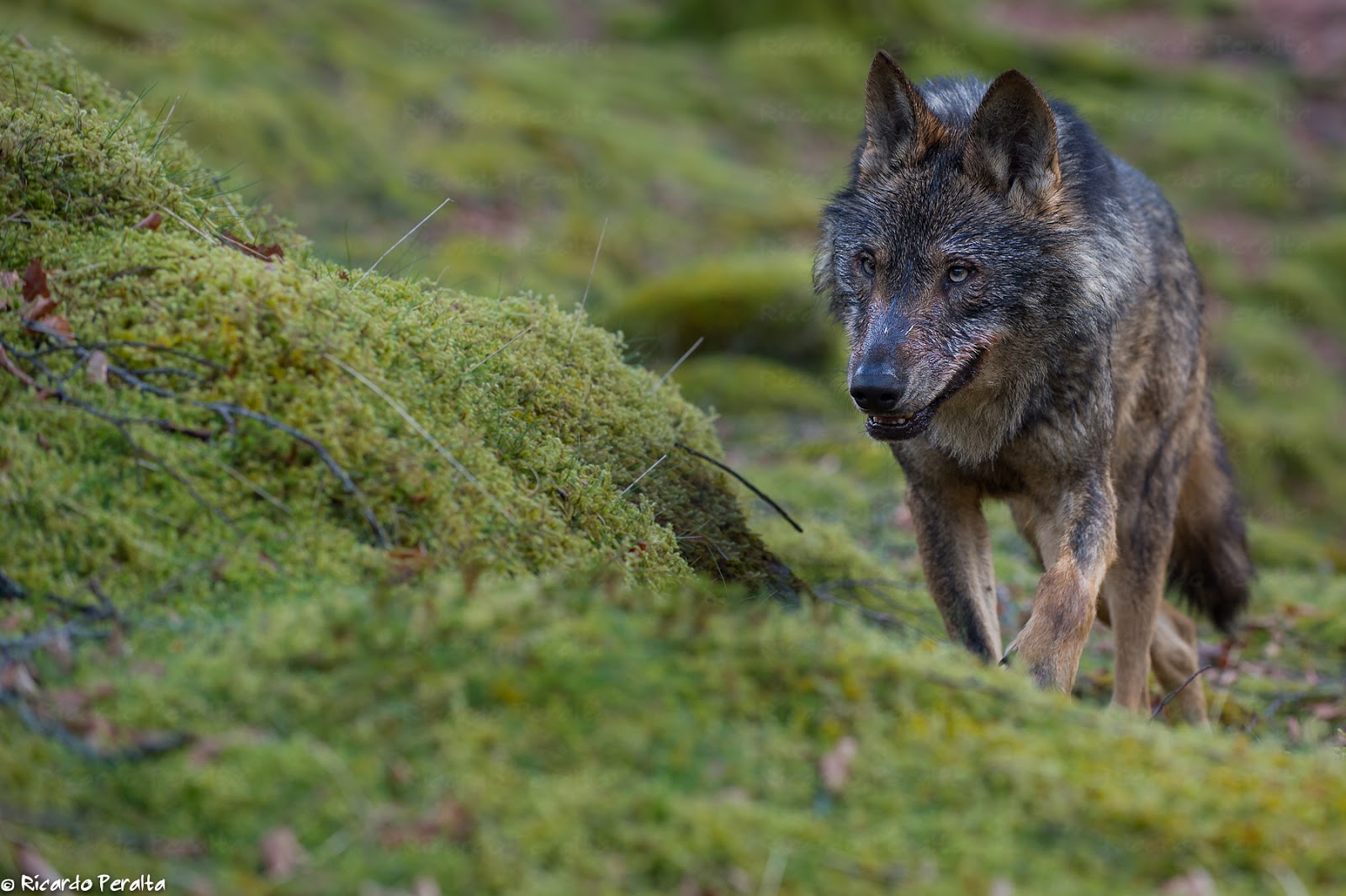 Ricardo Peralta. Fotógrafo de Naturaleza: Lobo Ibérico (Canis lupus ...