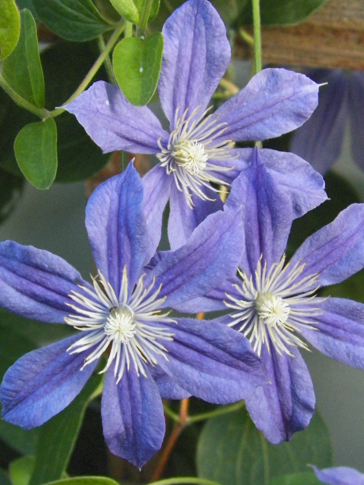I Love My Garden: Clematis!