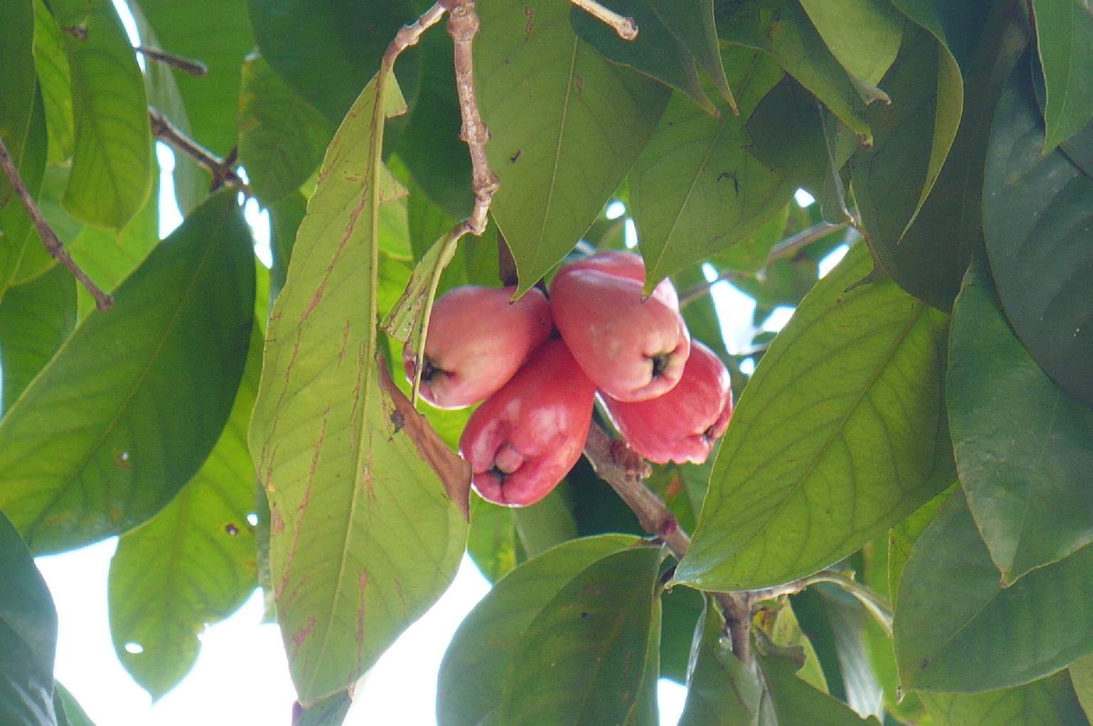 Тропическая Венесуэла. Взгляд изнутри.: Фруктовый ЛИКБЕЗ