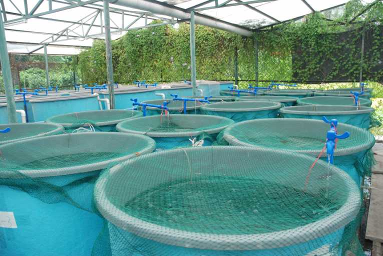 Starting a Fish Farming Business in Pakistan ~ All about petsnvets in ...