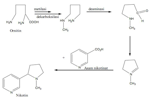 KIMIA BAHAN ALAM: NIKOTIN