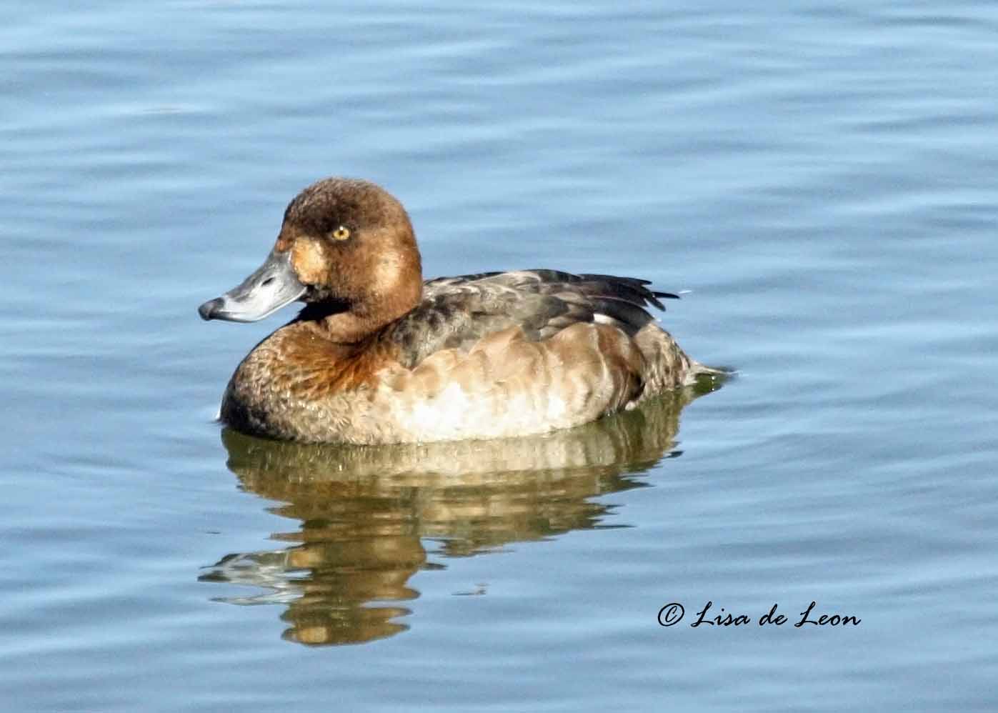 Birding with Lisa de Leon: Greater Scaup - Female