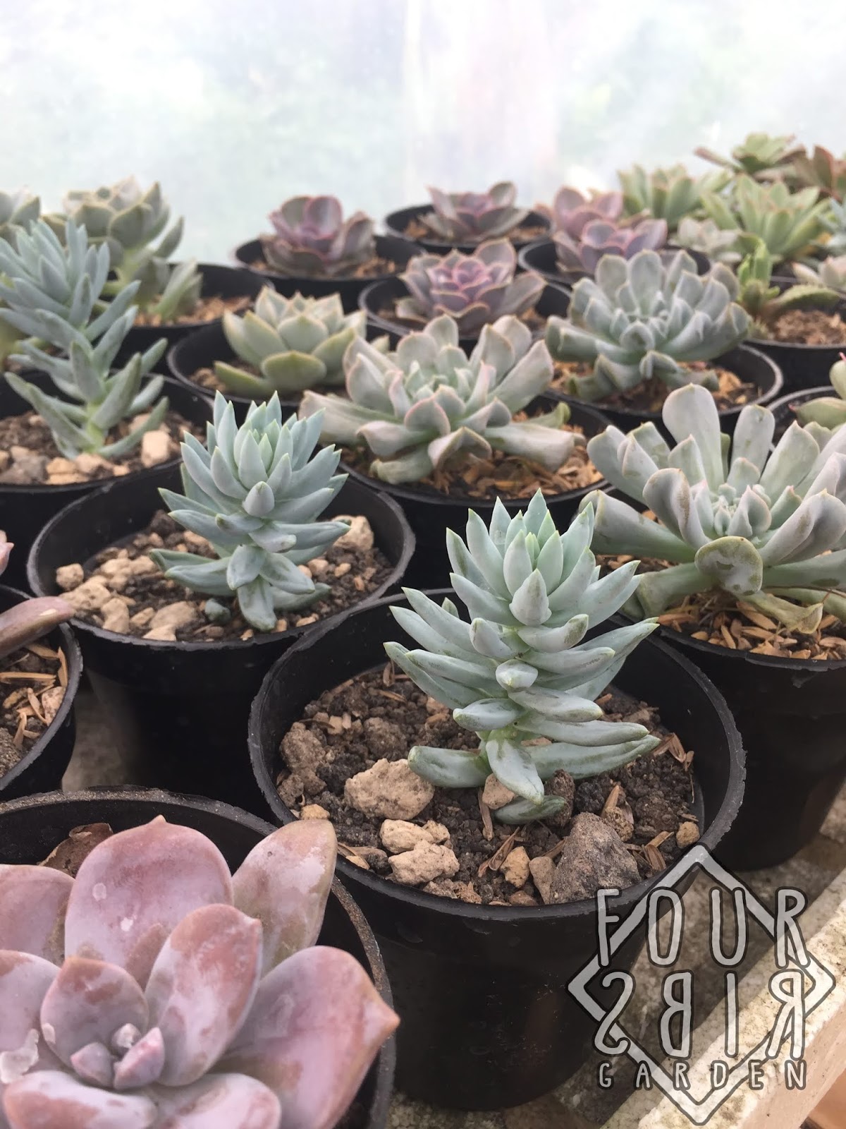 Tips Merawat Sukulen Ala Four Ribs Garden - Four Ribs Garden