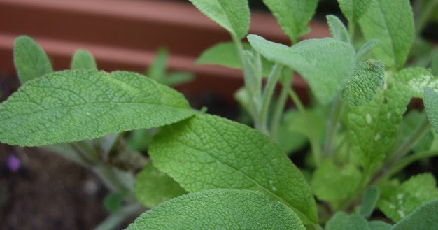 herbal leaves, herbal medicine plants and treatments: Sage (sago in ...