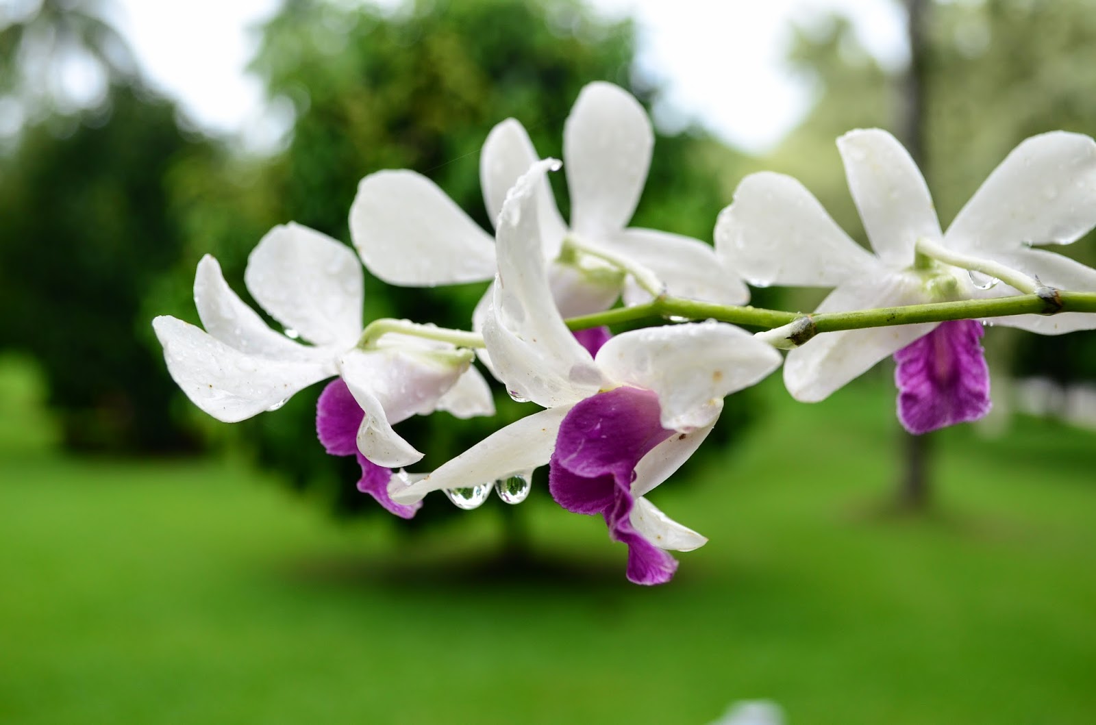 Mindanao Today: The KJC Prayer Mountain, Tamayong, Davao City