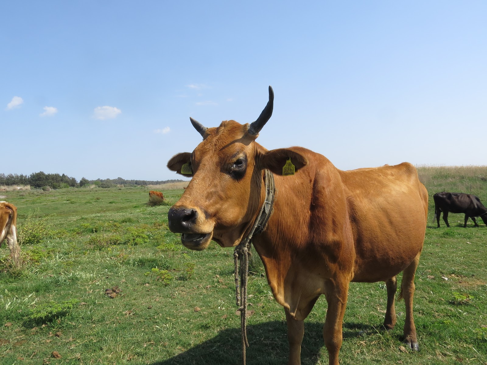Biodiversity of Cyprus by NGO Protection of the Natural Heritage and ...