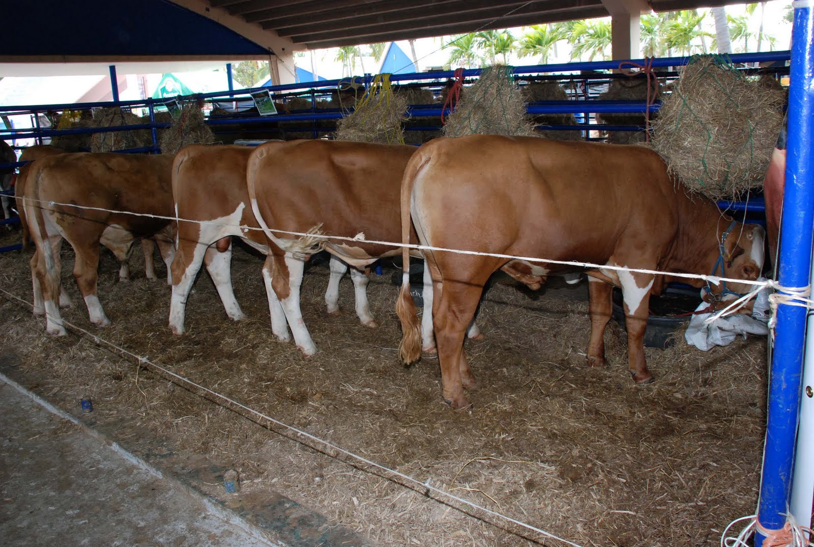 TRAERÁN A REPÚBLICA DOMINICANA RAZA DE ALTO RENDIMIENTO LECHERO; BUSCAN ...