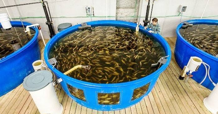 PROYECTO NAUTILUS: Introducción a la acuicultura.