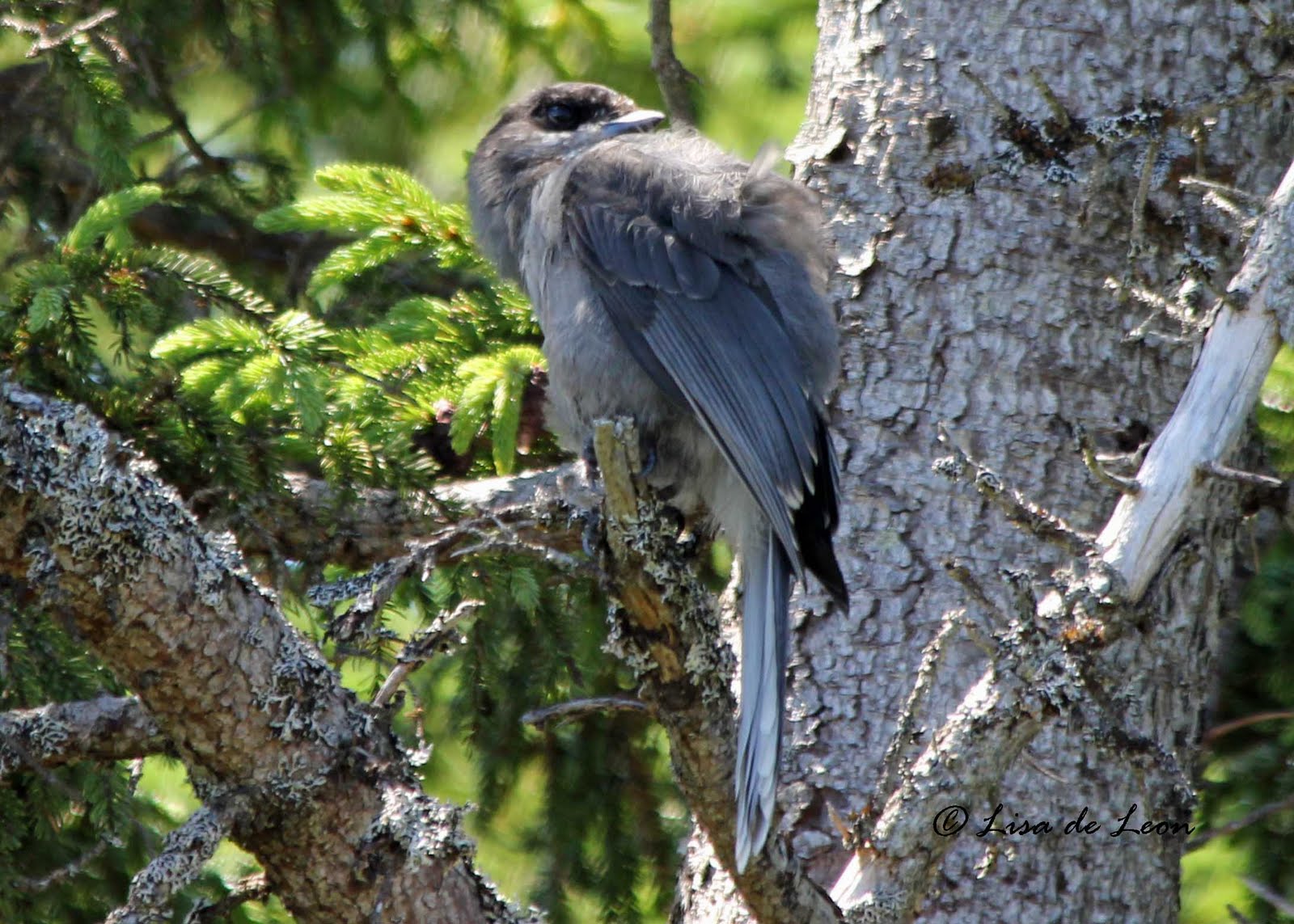 Birding with Lisa de Leon: Gray Jay - Juvenile