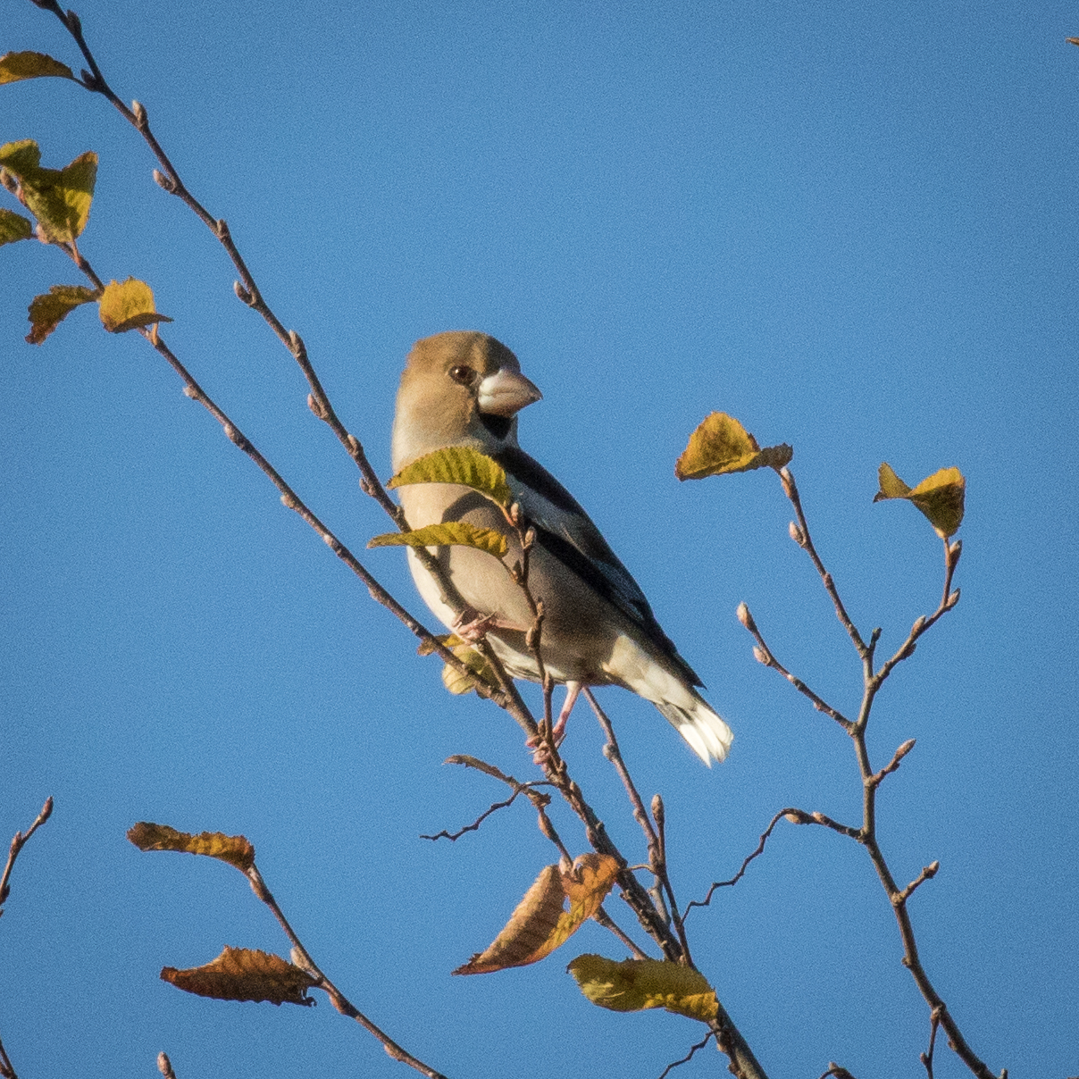 TrogTrogBlog: Bird of the week - Hawfinch