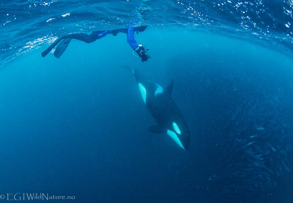 Film Photo Adventure: Carousel Feeding Orcas