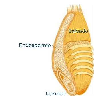 MUCHAS OTRAS COSAS : PARTES DEL GRANO DE TRIGO