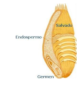 MUCHAS OTRAS COSAS : PARTES DEL GRANO DE TRIGO