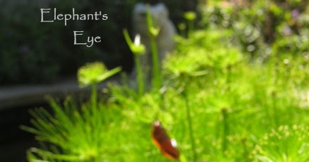 Dwarf papyrus Cyperus prolifer in Froggy Pond