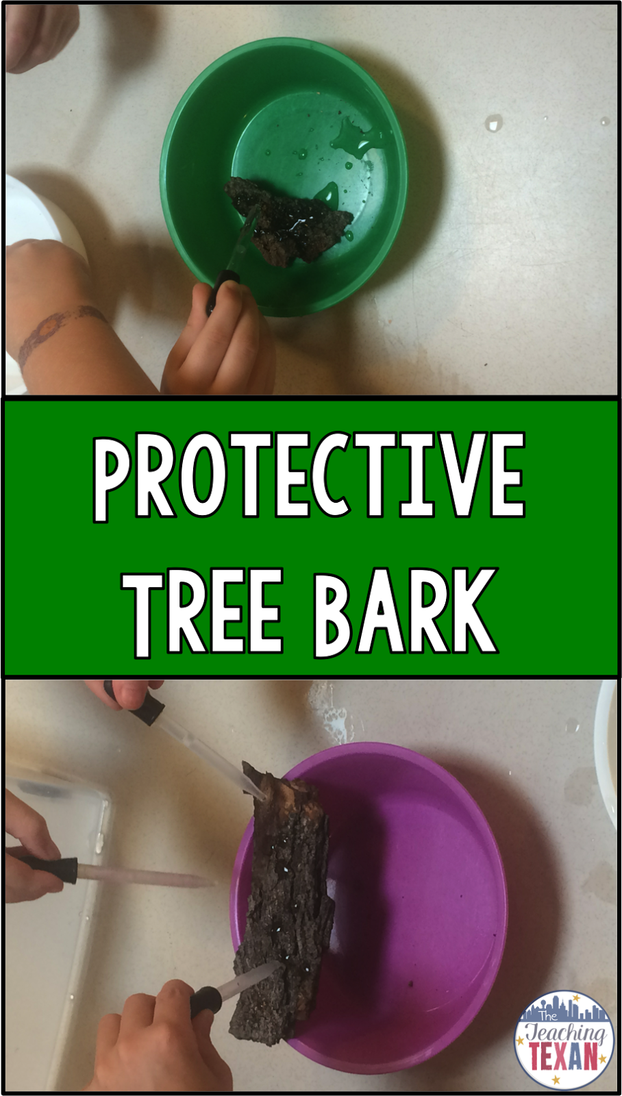 Monday Motivation: Exploring Trees and Bark - The Teaching Texan