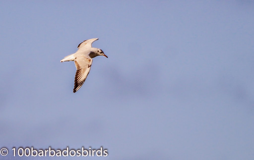 Birds of Barbados: My Last Bird of 2014