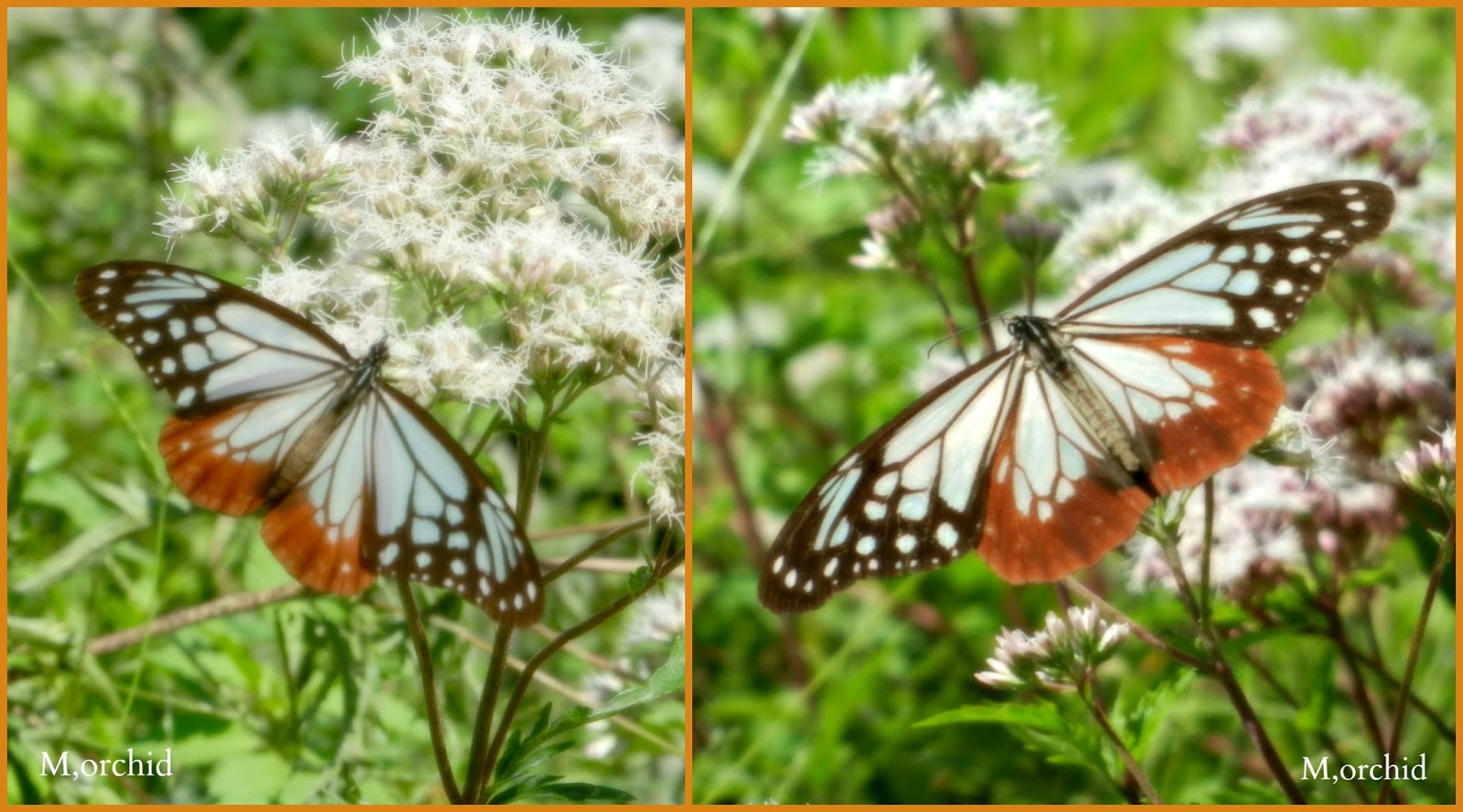 Orchid's Daily Voice (Home Page): Chestnut Tiger Butterfly (Parantica sita)