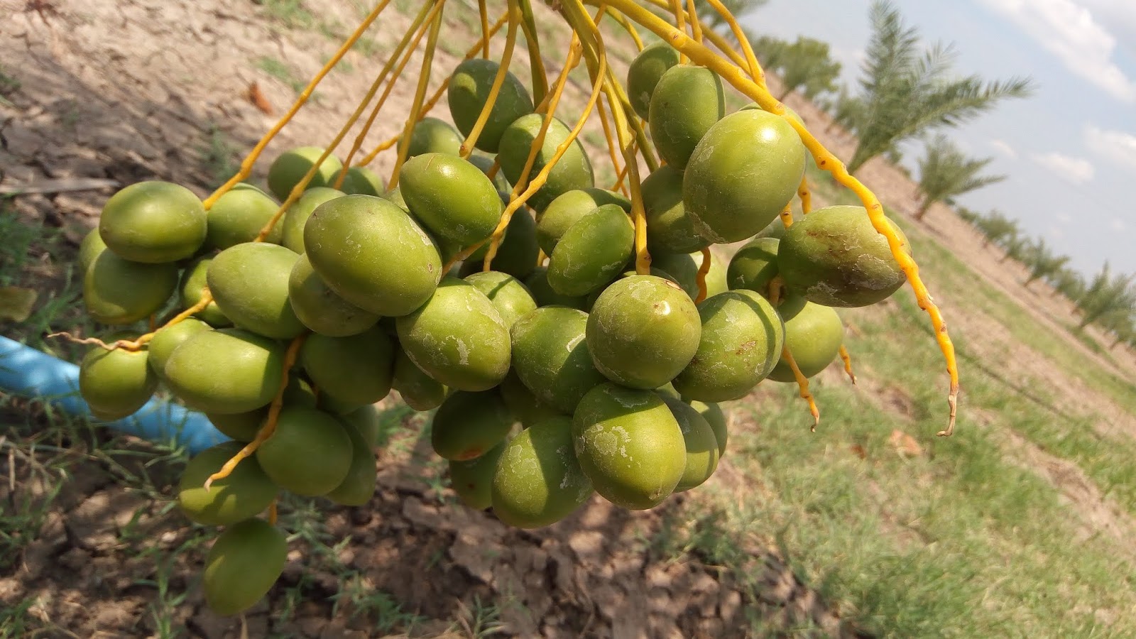 Sri Sai Dates - Barhi (Barhee) Dates