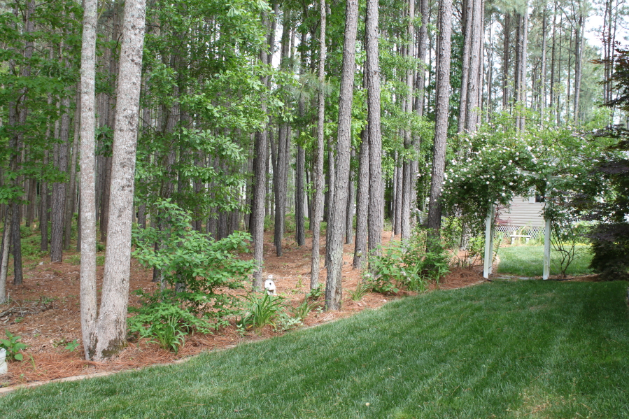 Miss Phoebe's Perch: Taking a walk around our home...