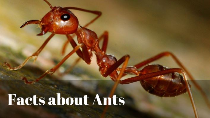 Facts About Ants - Pest Control Guide