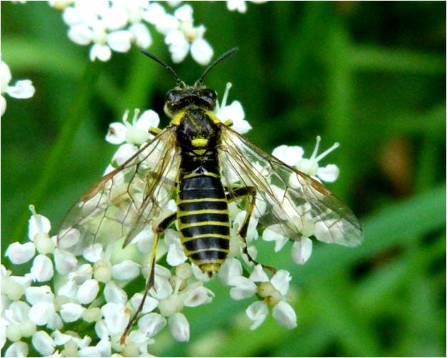Insects of Scotland: Bees/Wasps/Ichneumons/Sawflies/Ants
