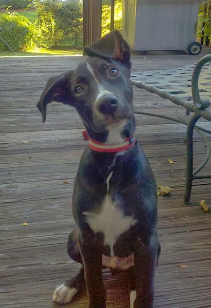 wyattsailing: What's a Potcake??? It's Not What You Think :)