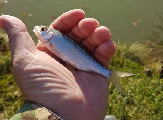 The Secret Diary of Manky Badger: 5 November 2017 (Sunday) - A Day's ...