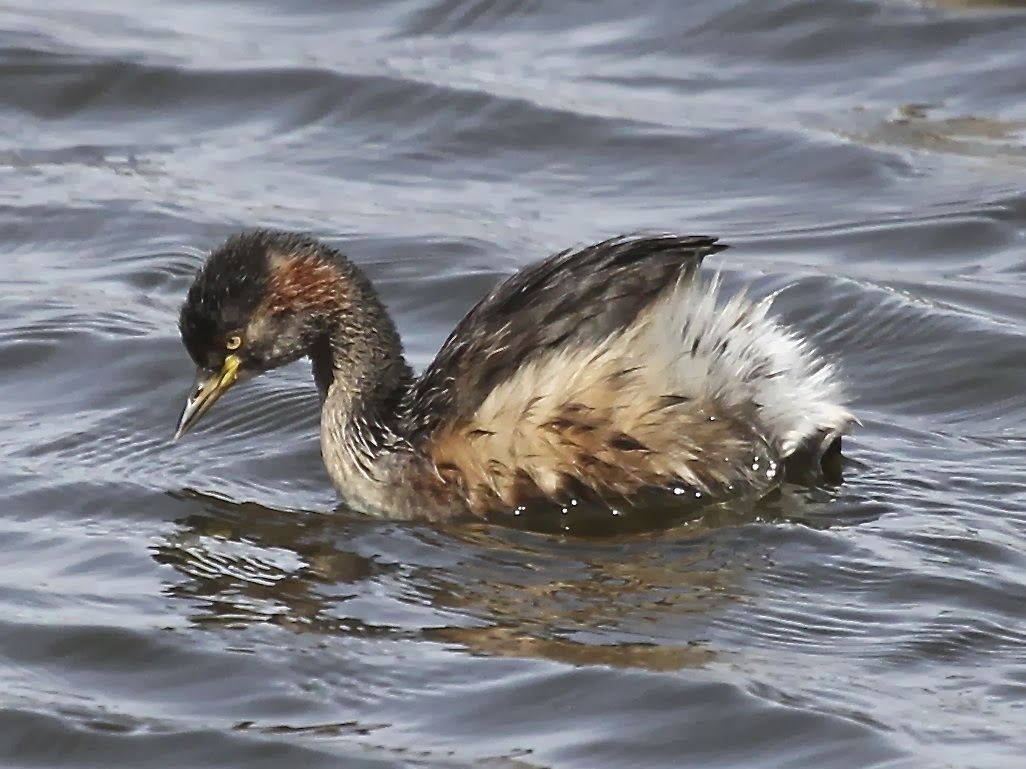Avithera: Great Crested Grebes on the Gippsland Lakes