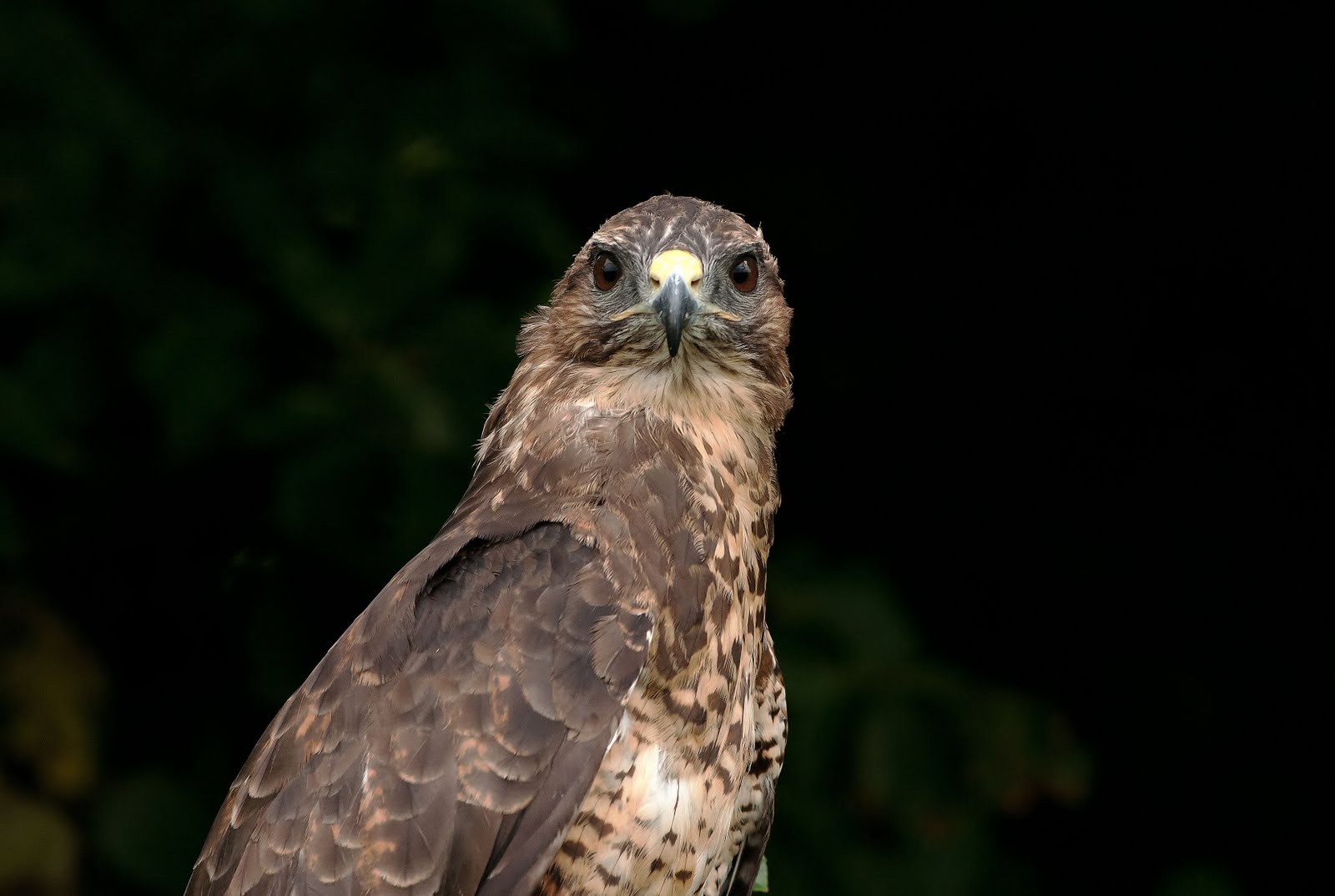 Anthony Miners Wildlife Photos: Buzzard