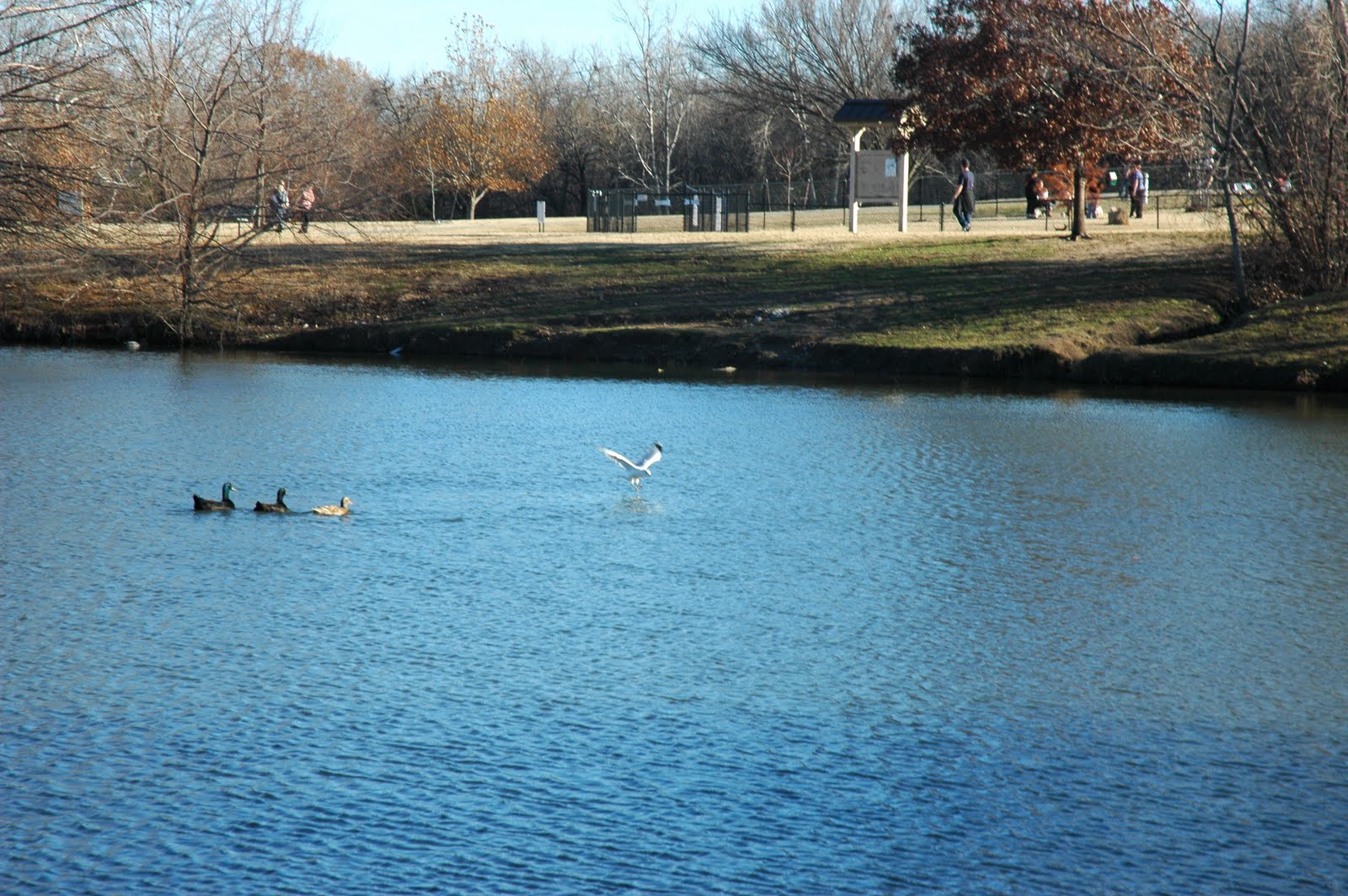 Snapshots: Seagull visits Hunter Park, Tulsa, OK