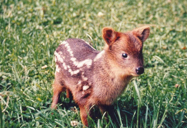Cutest animals in the world: Pudu deer