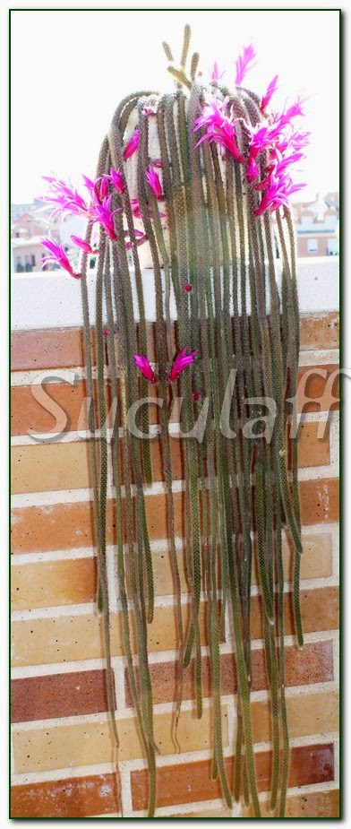 Aporocactus flageliformis - Cola de rata, Colgante, Flor del cuerno ...