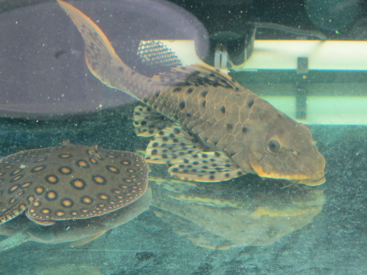 My Aquarium- Too much free time anyway: My New $280 Giant Pleco