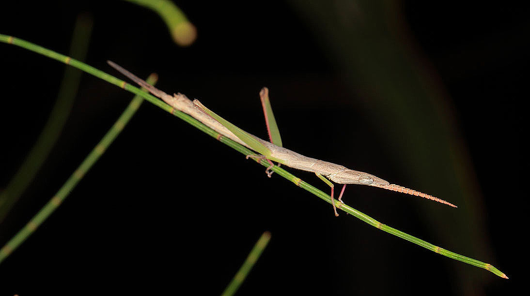 BunyipCo: March 2013