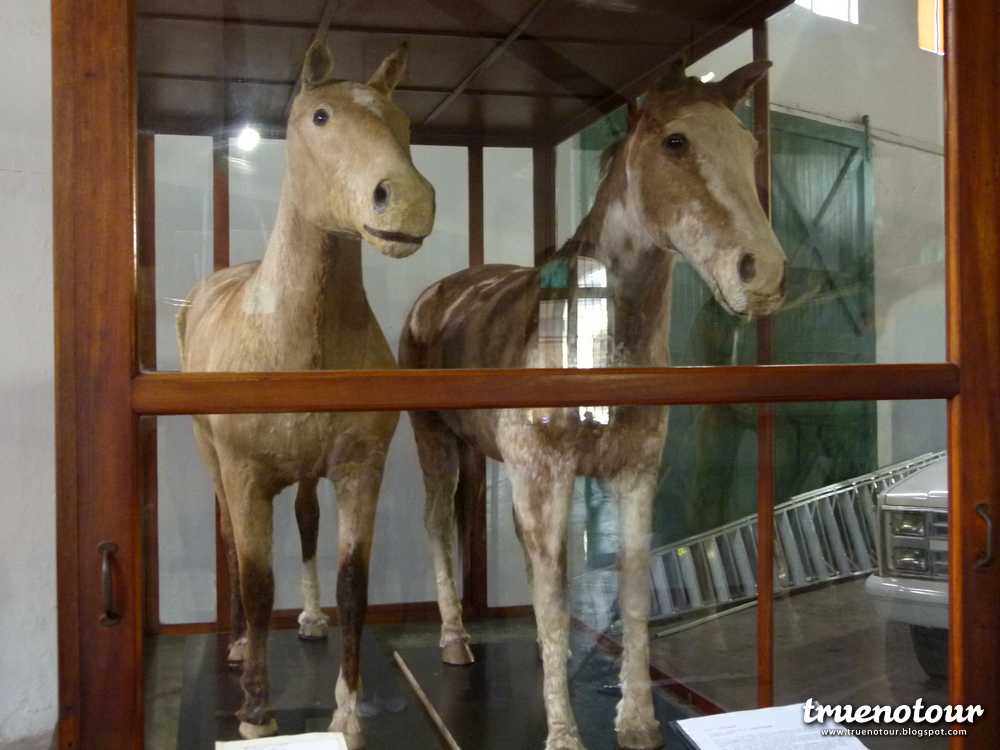 Trueno Tour: GATO Y MANCHA... UNA TRAVESÍA ÚNICA!!