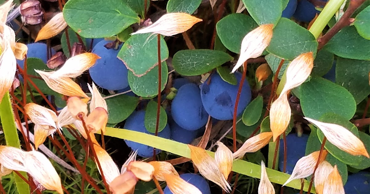 Under the Charm of Wild Alaskan Blueberries