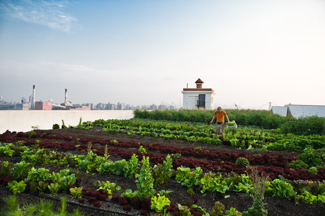 Eating Brooklyn: Urban Farm Fresh Caprese Salad / Design Sponge