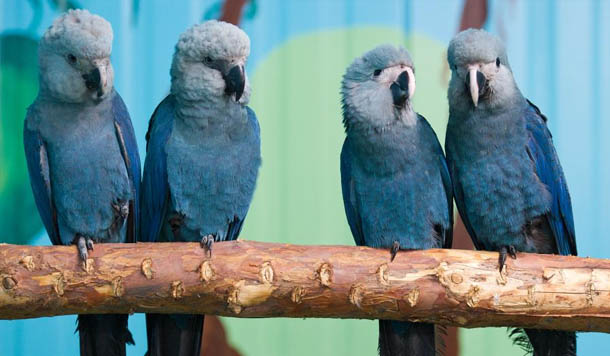 ecologyintofocus: THE "ARARINHA-AZUL" MAY RETURN TO ITS ORIGINAL HABITAT