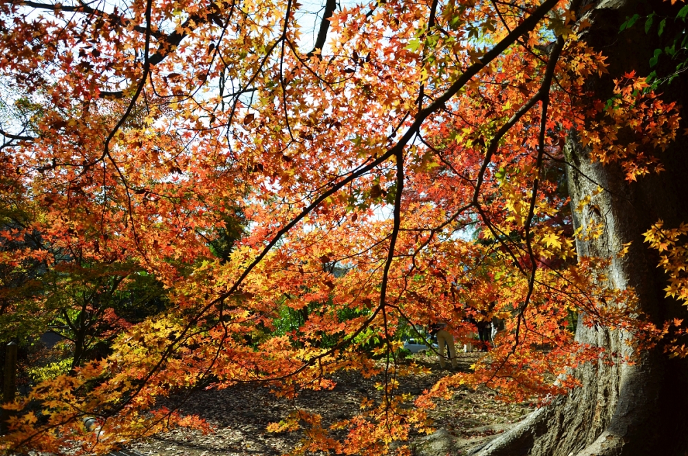 Endless Traveling Map: 7 Places to See Autumn Leaves in Kyushu, Japan