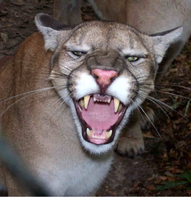 ZooZooReview: Tallahassee Museum of History and Natural Science