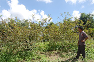 Budidaya Tanaman Rempah Tuba (Andaliman, Ittir-ittir) Prospek di ...