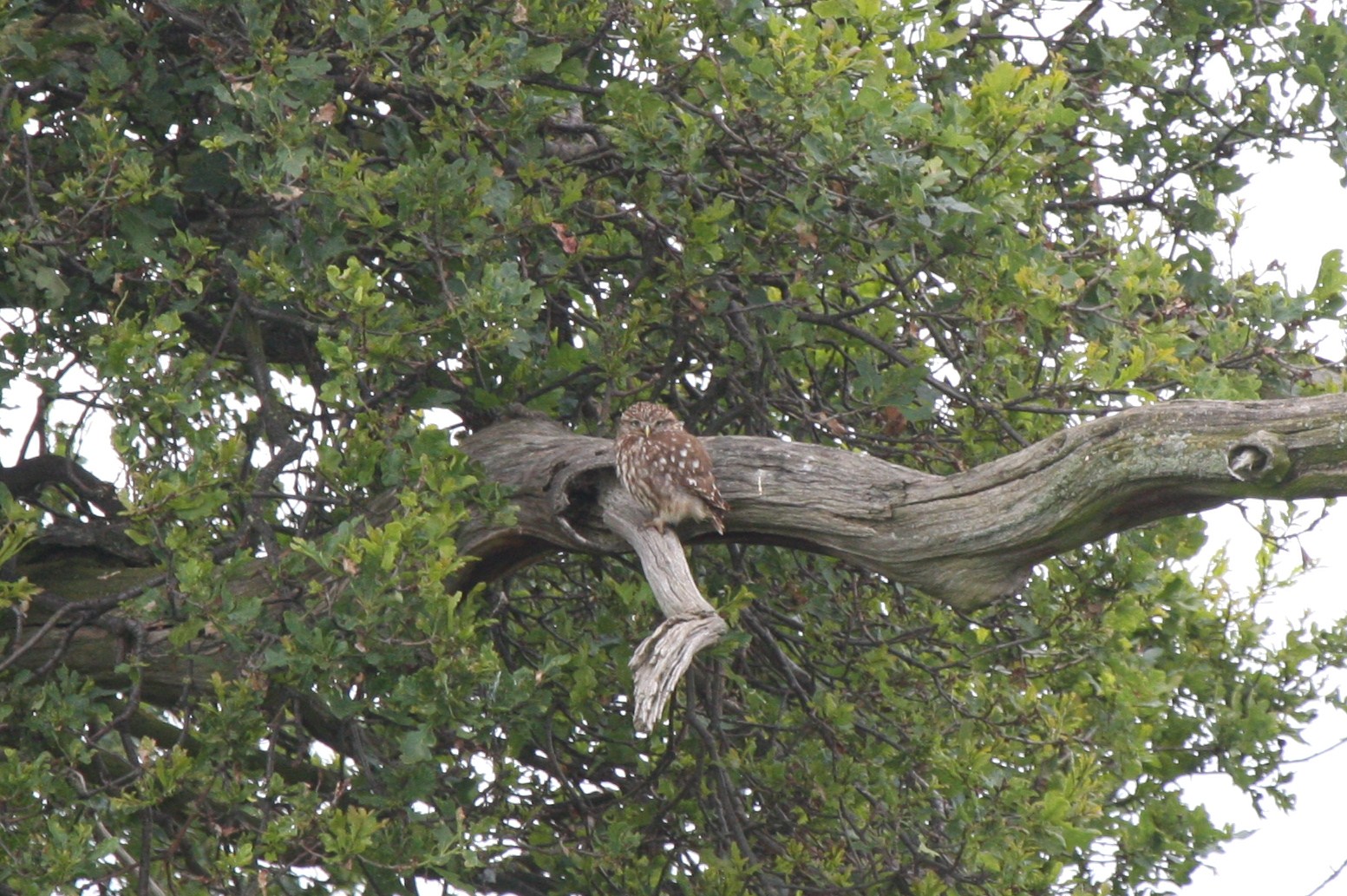 Exmouth Birder: Staffs Birding