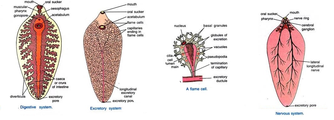 Liver Fluke Diagram