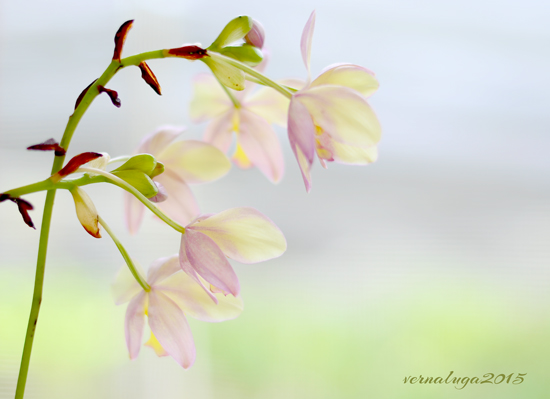 DAY TOUR AT SUL ORCHIDS FARM DAVAO - Woman Elan Vital | Davao Lifestyle ...