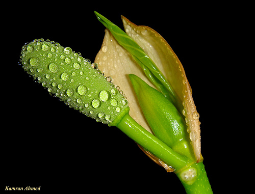 Jackfruit - Artocarpus heterophyllus