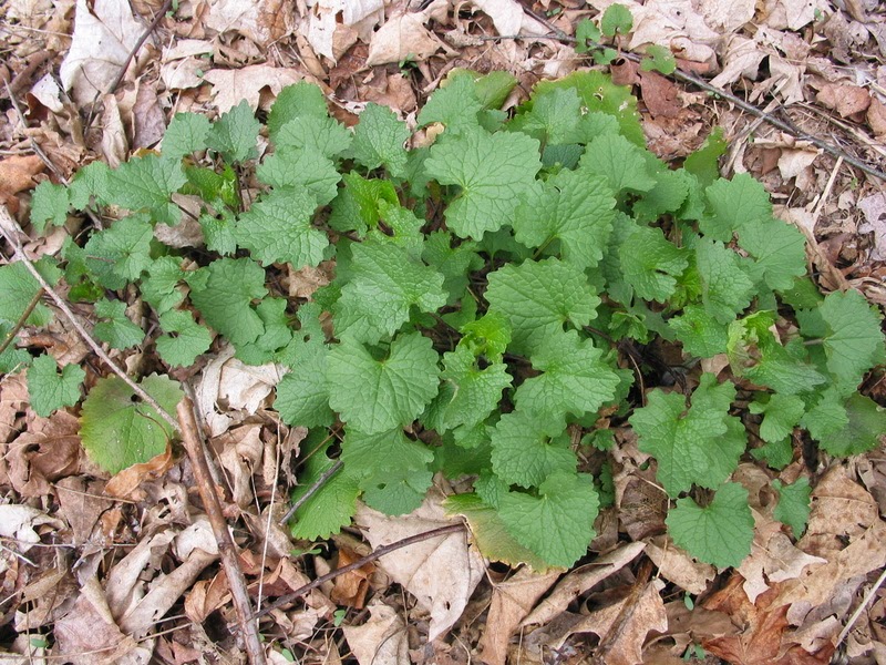 Spicebush Log: A Garlic Mustard Pull